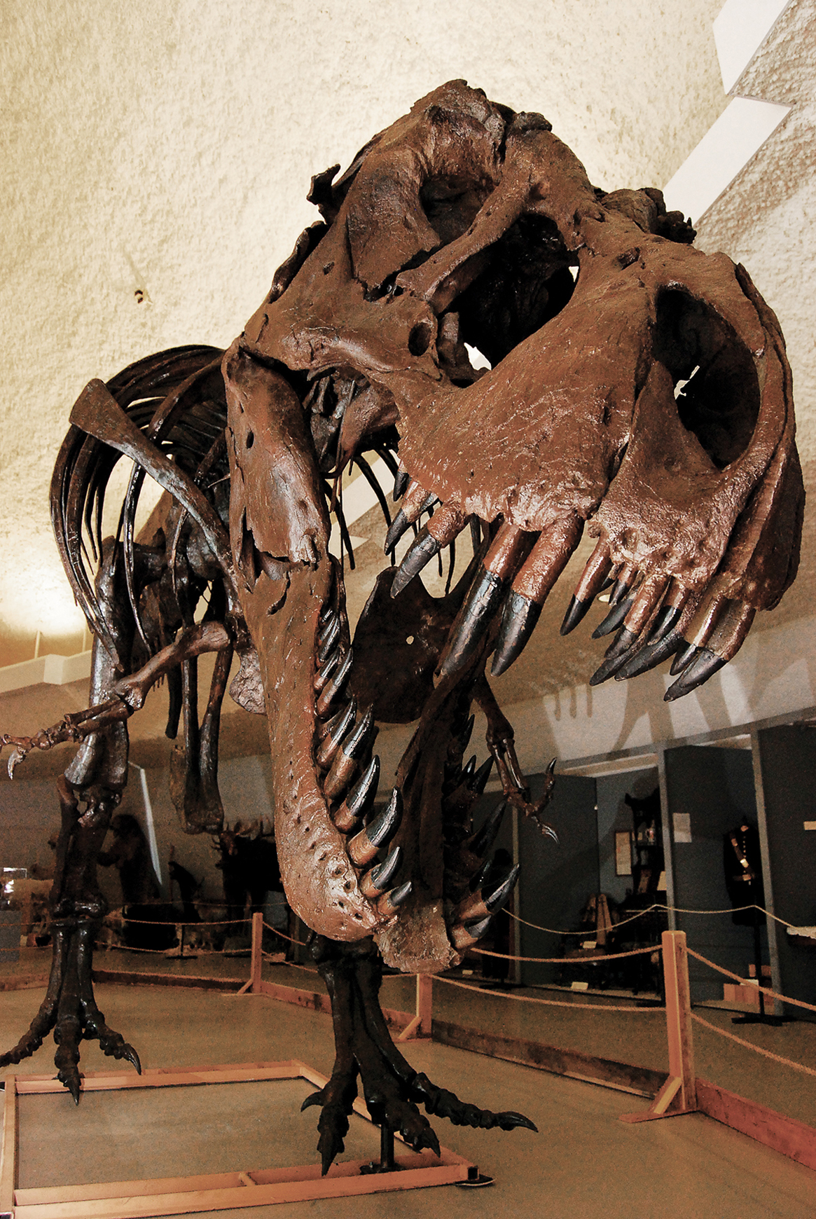 T-rex :: Parasaurolofus